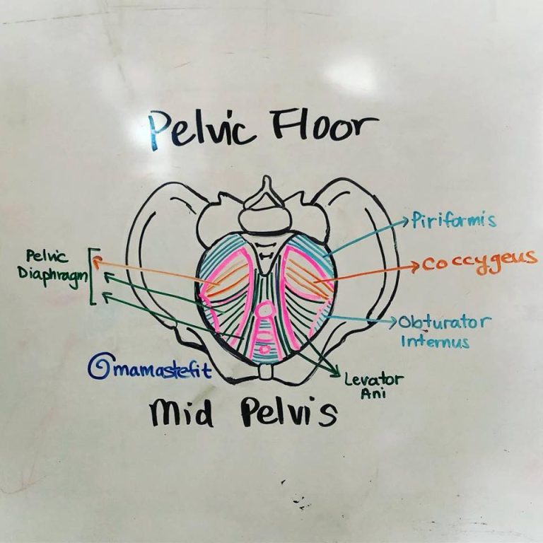 The Mid pelvis: The Pelvic Floor Anatomy and Movement Support - MamasteFit