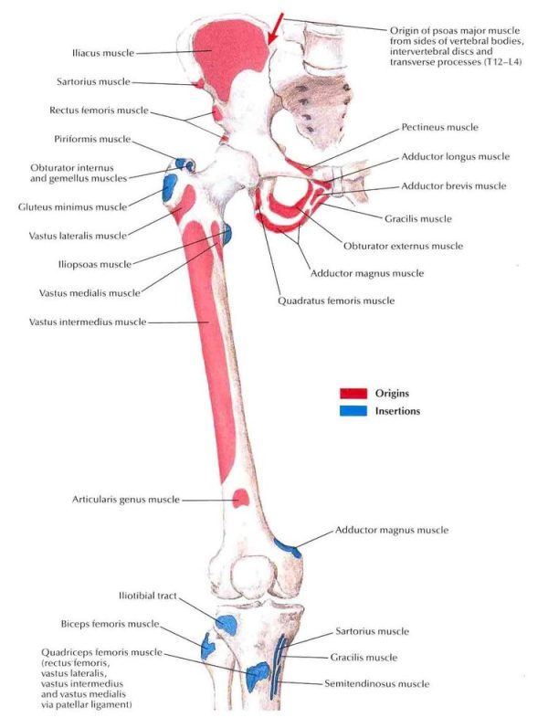 The Pelvis: Muscles that Support the Lower Body - MamasteFit