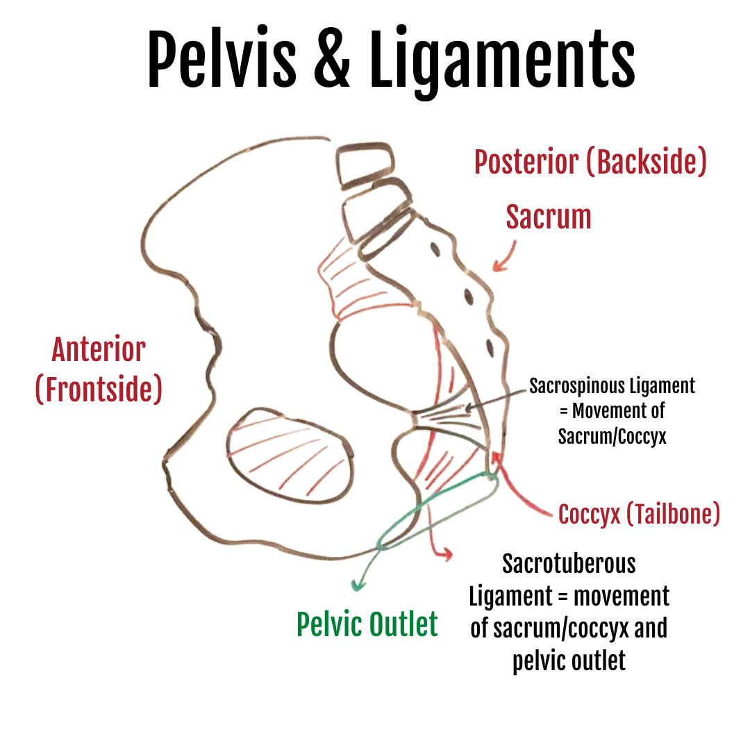 The Pelvic Outlet: Anatomy & Movement Support - MamasteFit