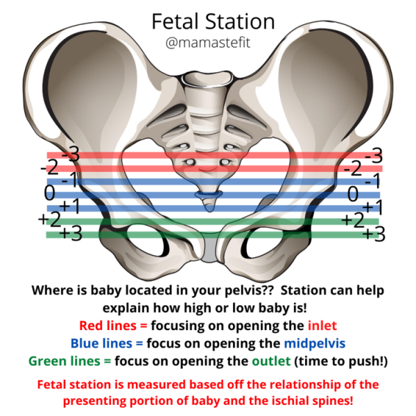 Pelvis Biomechanics During Pregnancy and Labor - MamasteFit