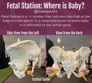 3 Pelvic Levels of Fetal Station: Understand Where the Baby is ...