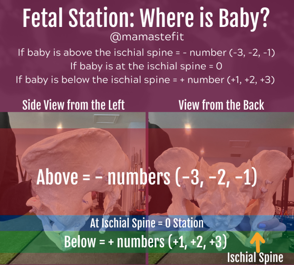 What Is Fetal Station? The 3 Pelvic Levels Explained - MamasteFit