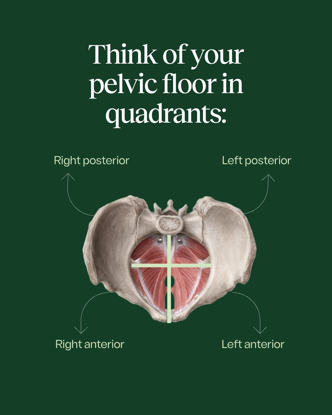 3 Effective Myofascial Release Techniques for Pelvic Floor Tension ...